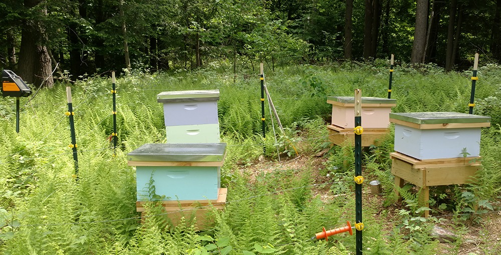 Getting Started With Bees – The Queen and her Court - Part 1 ...