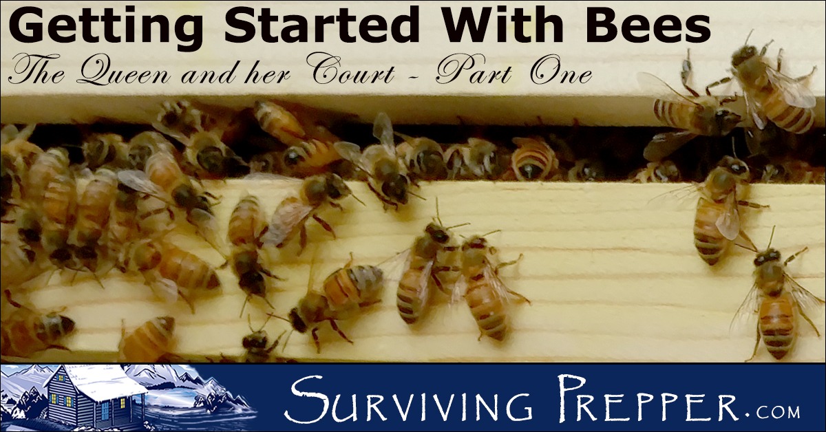Getting Started With Bees – The Queen and her Court - Part 1 ...